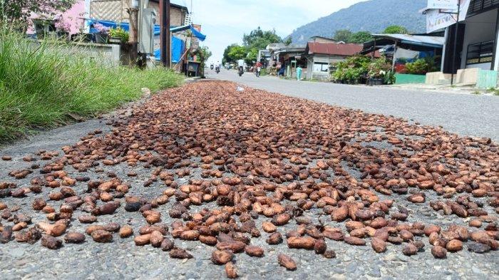 Update Harga Kakao di Aceh Tenggara per 14 Februari 2025, Naik Rp 5.000 per Kg - tribungayo.com