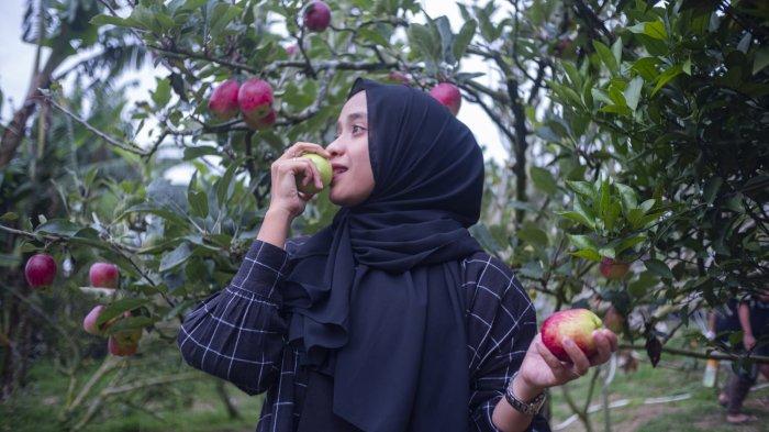 Selain Kopi Gayo, Kebun Apel Malang jadi Daya Tarik Wisatawan untuk ...