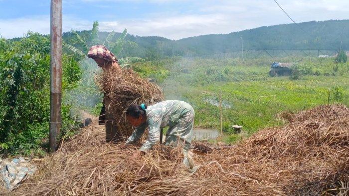 Harga Serai di Gayo Lues Terus Turun, Kini Rp 150 Ribu/Kg - tribungayo.com