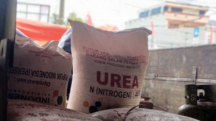 Petani Keluhkan Harga Pupuk Urea di Aceh Tenggara Capai Rp 180.000 per ...