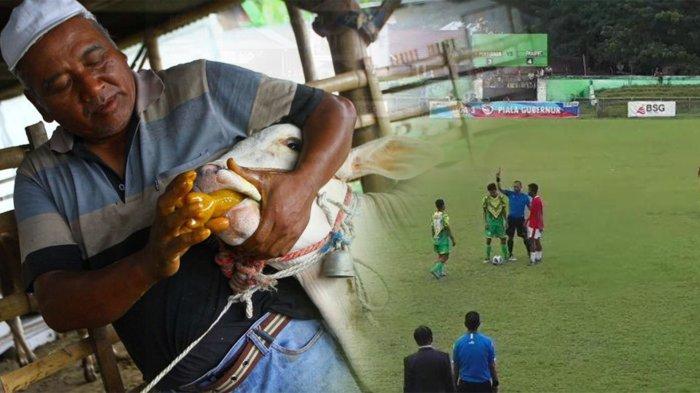 5 Berita Populer: Seluruh Ternak Gorontalo Divaksin; Pemain Persidago ...