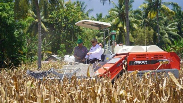 Panen Raya Jagung Gorontalo Buat Exco Pertanian Malaysia Terkesima - Tribun Gorontalo