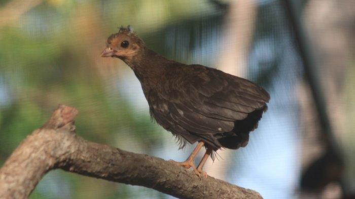 Burung Maleo Diadopsi di Logo Utama ASEAN Indonesia 2023, Ini Maknanya ...