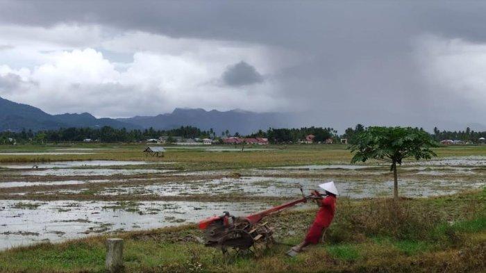 Petani Sawah di Kota Gorontalo yang Gagal Panen Dapat Rp 10 Juta Sebagai Asuransi - Tribun Gorontalo