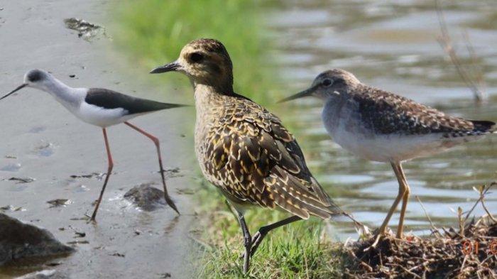 3 Jenis Burung yang Singgah di Danau Limboto, ada dari Rusia dan Alaska ...