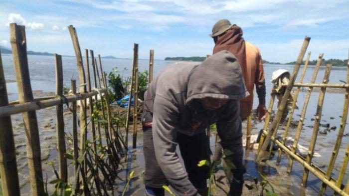 KKMD Identifikasi Kawasan Mangrove di Gorontalo Utara - Tribun Gorontalo