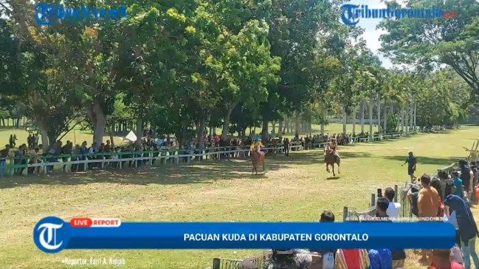 Pacuan Kuda dan Karapan Sapi Turut Ramaikan Lebaran Ketupat Gorontalo ...