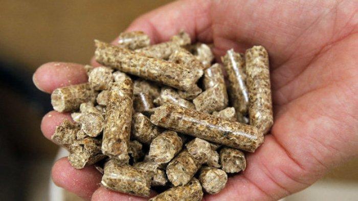 Perdana, Pohuwato Ekspor 11 Ribu Ton Pelet Kayu ke Korea Selatan ...