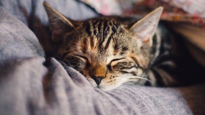 Arti Mimpi Kucing, Pertanda Apa Lihat Anak Kucing hingga Mimpi Kucing ...