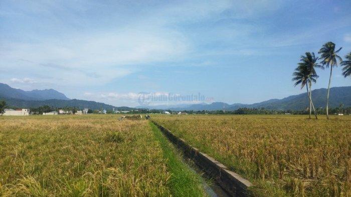 1.970 Hektar Lahan Siap Panen di Bone Bolango, Pemkab Pastikan ...