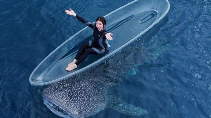 Hiu Paus Botubarani Gorontalo Jadi Primadona, Artis dan Pejabat Ramai ...