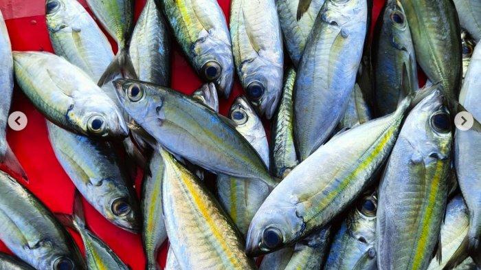 Harga Ikan Oci di Pelelangan Ikan Kota Gorontalo Tembus Rp50 Ribu per Kilogram - Tribun Gorontalo