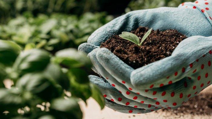 Arti Mimpi Menanam Cabai di Rumah: Pertanda Positif dan Simbol Semangat ...