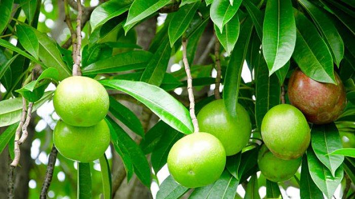 Mahasiswa UNG Inovasikan Biji Bintaro jadi Bahan Bakar Alternatif ...