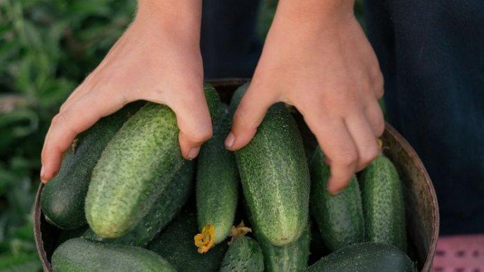 Tips Hilangkan Rasa Pahit Pada Timun - Tribun Gorontalo