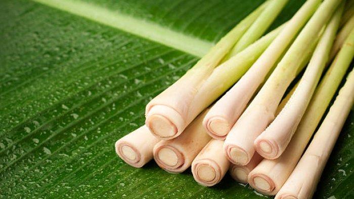 Ini 10 Manfaat Sereh untuk Kesehatan Tubuh Manusia, Dapat Atasi Depresi ...