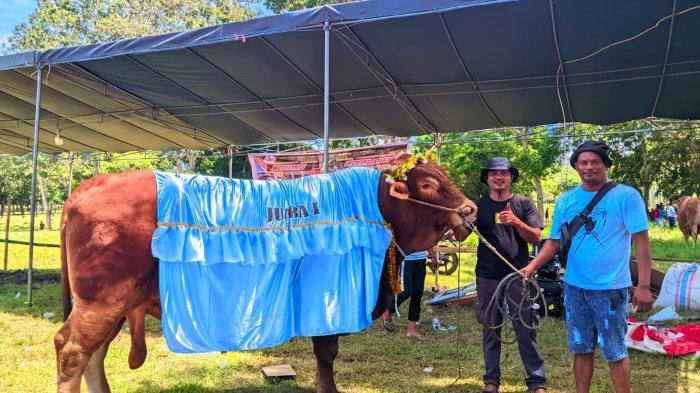 Bawa Sapi Limosin Seberat 1 Ton, Yakob Adam Bawa Juara Kontes Hewan di ...