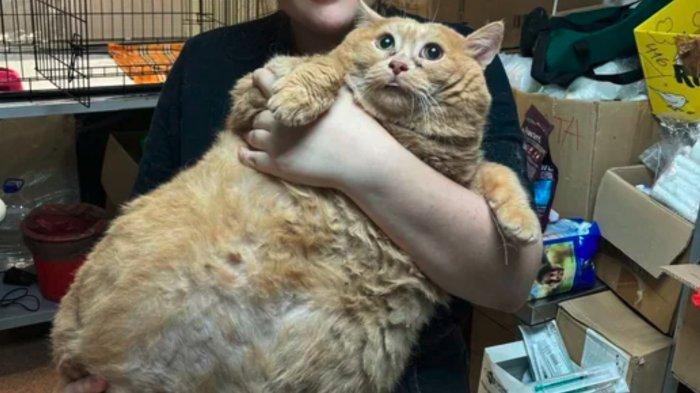 Kucing Obesitas Ditemukan di Rumah Sakit, Saking Gemuknya hingga Tak ...