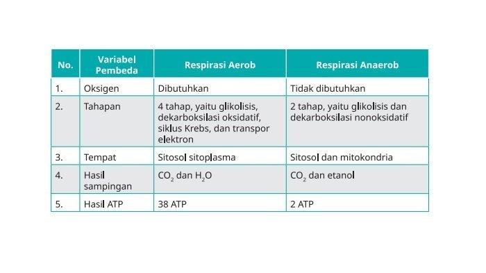 Latihan Soal Biologi dan Kunci Jawaban Kelas 12 SMA Halaman 32: Respirasi Aerob Anaerob - Tribun ...