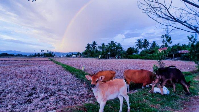 Masjid Agung Pohuwato Siapkan 3 Sapi untuk Dikurbankan pada Idul Adha ...