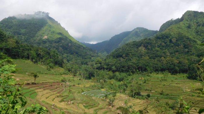 Produksi Bioetanol Pengganti BBM, Presiden Prabowo Rencana Tanam 2 Juta ...