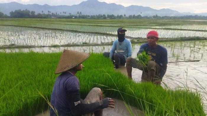 Petani Sawah di Bone Bolango Siap Masuki Musim Tanam Padi - Tribun ...