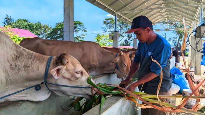 Sapi Mati Mendadak Jangan Langsung Dipotong, Dokter Hewan Gorontalo ...