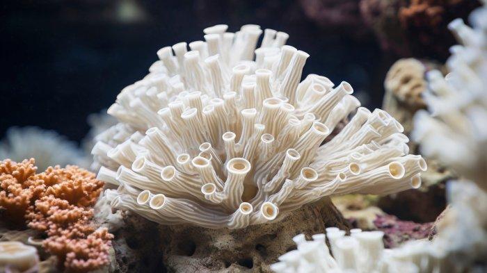 Ternyata Begini Cara Karang Bertahan dari Panas Ekstrem Lautan - Tribun ...