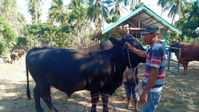 5 Jenis Sapi Kurban Pemberian Presiden Jokowi di Gorontalo Sejak ...