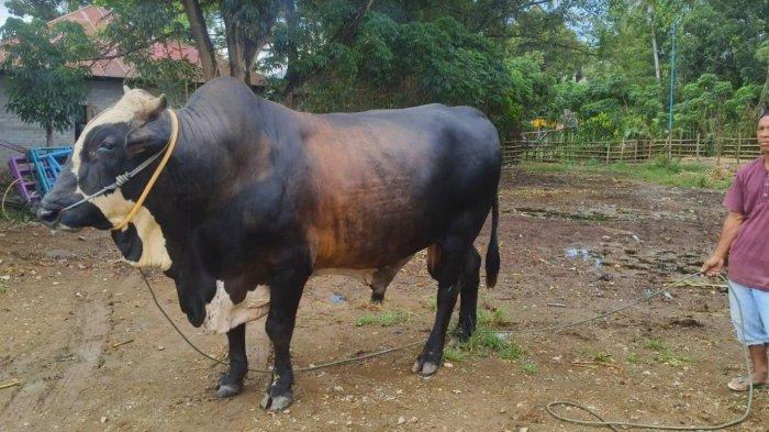 Sapi Seberat 991 Kilogram dari Presiden Jokowi Siap Disembelih di ...