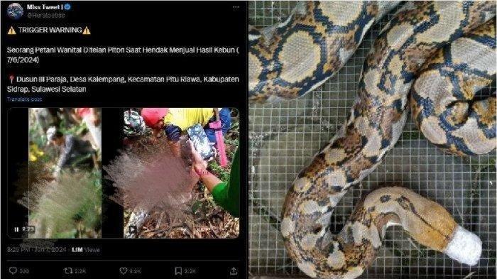 Viral Wanita di Sulsel Tewas Ditelan Ular Piton Setelah Dilaporkan ...