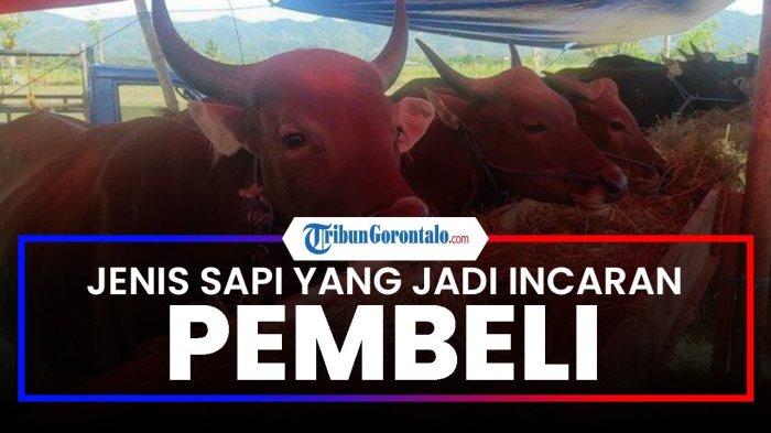 VIDEO Sapi Gorontalo Incaran Pembeli Jelang Idul Adha 2023 - Tribun ... VIDEO Sapi Gorontalo Incaran Pembeli Jelang Idul Adha 2023 - Tribun ...