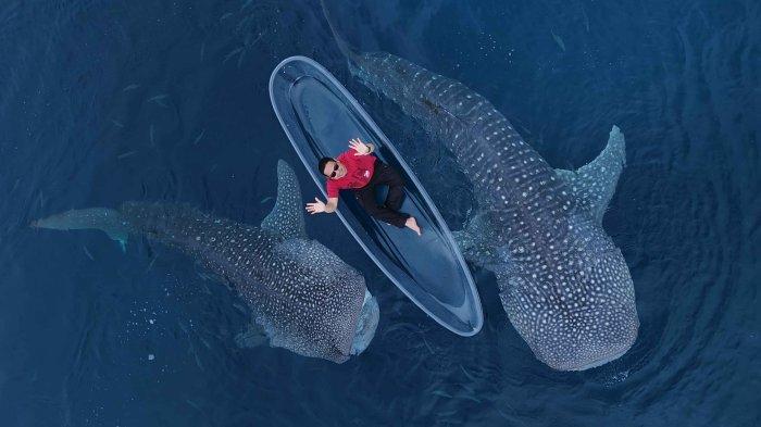 Wisata Hiu Paus Gorontalo Masih Ramai Dikunjungi Wisatawan Meski Hanya ...