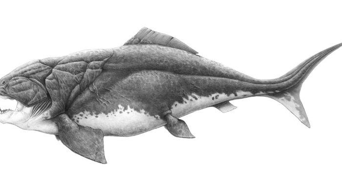 Fosil Ikan 400 Juta Tahun Ungkap Asal Usul Anggota Tubuh Manusia ...