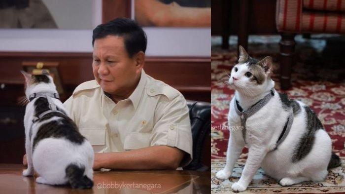 Kucing Kesayangan Prabowo, Bobby Kertanegara Ternyata Jenis Kucing Ini ...
