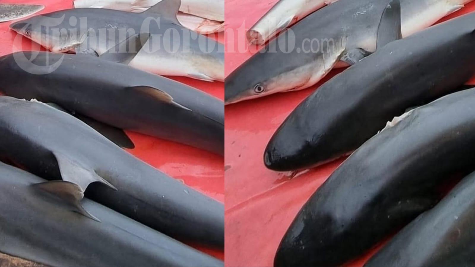 Viral Ikan Hiu Dijual di TPI Gorontalo, BPSPL Ungkap Regulasi ...