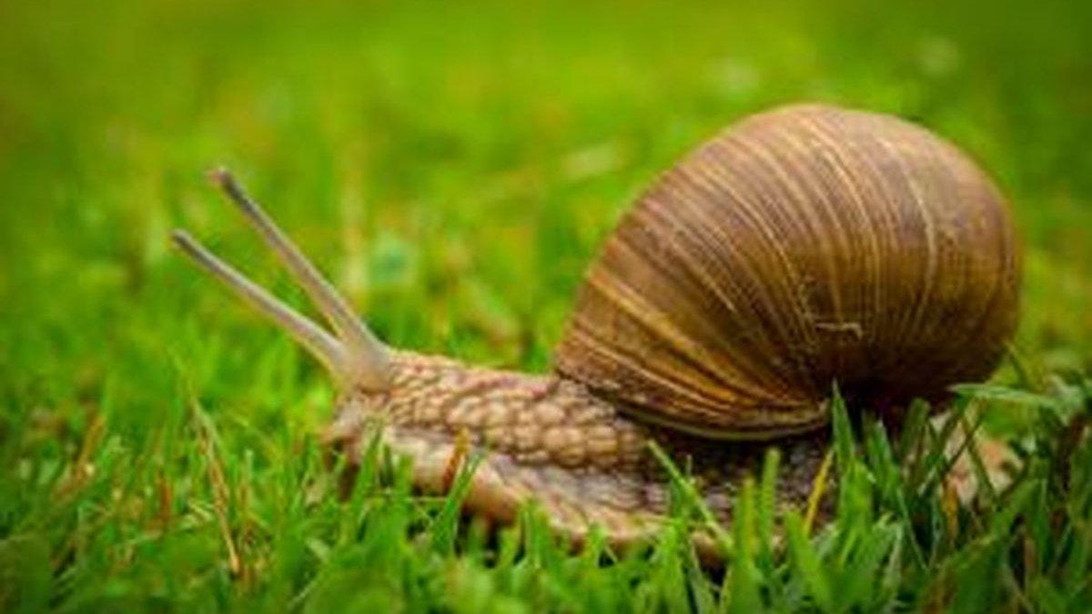 7 Manfaat Mengonsumsi Bekicot Bagi Kesehatan, Bantu Jaga Kesehatan ...