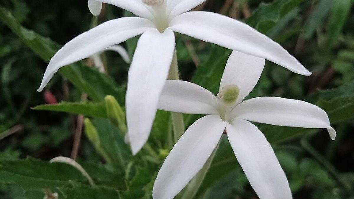 7 Khasiat Bunga Kitolod, Kerap Dianggap Tumbuhan Liar Namun Simpan ...