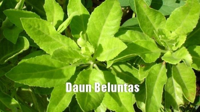 7 Manfaat Daun Beluntas, Obat Tradisional untuk Kesehatan Tubuh ...