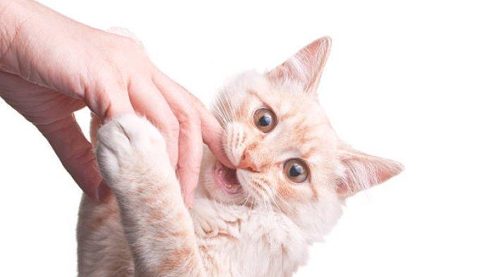 9 Makanan Manusia yang Tak Boleh Dikonsumsi Kucing, Berbahaya hingga ...