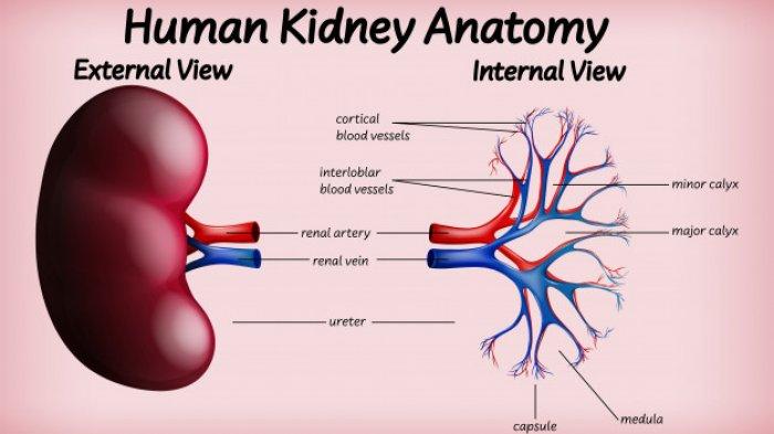 Dok, Sebenarnya Apa Saja Penyebab Umum Masalah pada Ginjal ...