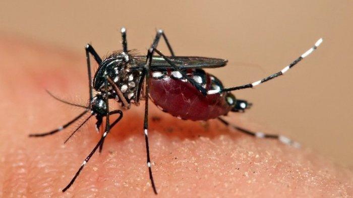 Mengenal Gejala Malaria dan Cara Penanganannya - TribunHealth.com