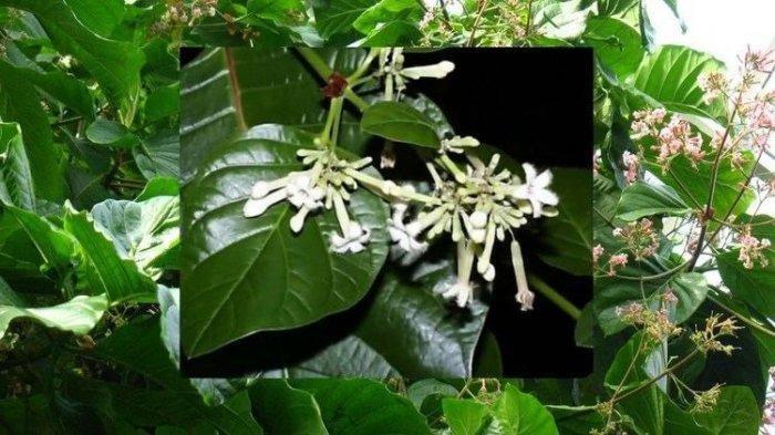 Apakah Tanaman Kina Masih Efektif Sembuhkan Malaria? Begini Tanggapan ...