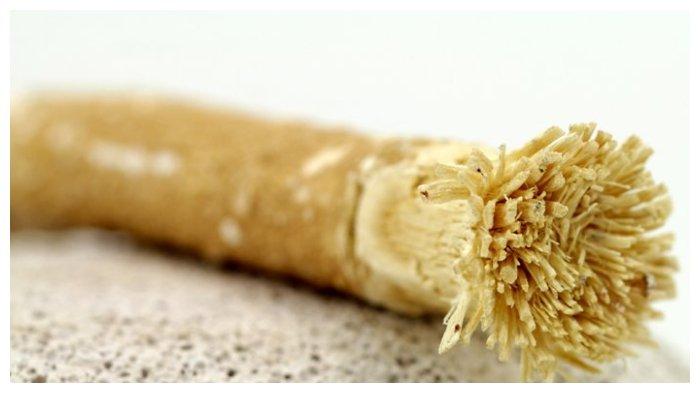 Siwak Memiliki Beragam Manfaat, Begini Cara Menggunakan Siwak untuk ...