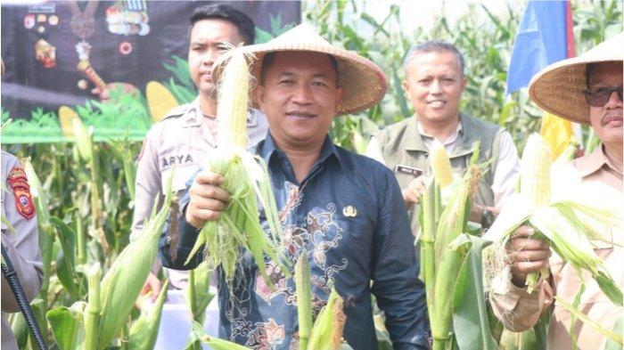 Panen Raya Jagung Serentak Kuartal Ii 2025 Perkuat Ketahanan Pangan Nasional - Tribunjabar.id