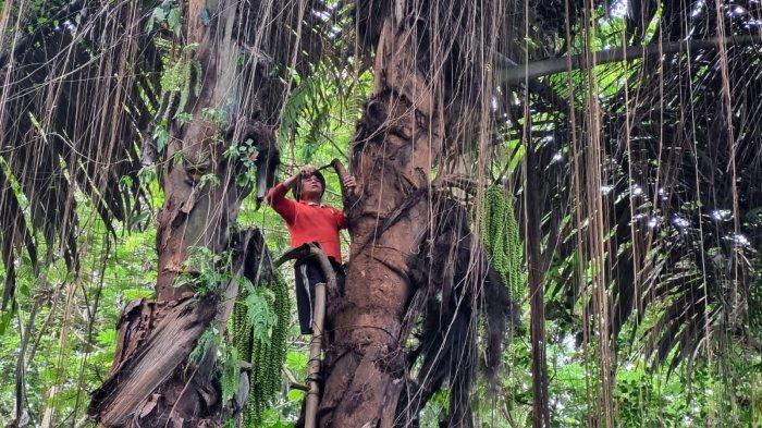 Parade Foto Penyadap Nira Aren di Hutan Kota Mata Air Cikendi Kota ...