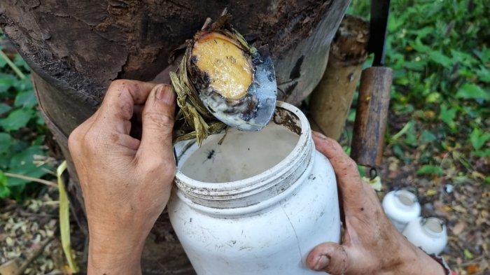 Parade Foto Penyadap Nira Aren di Hutan Kota Mata Air Cikendi Kota ...