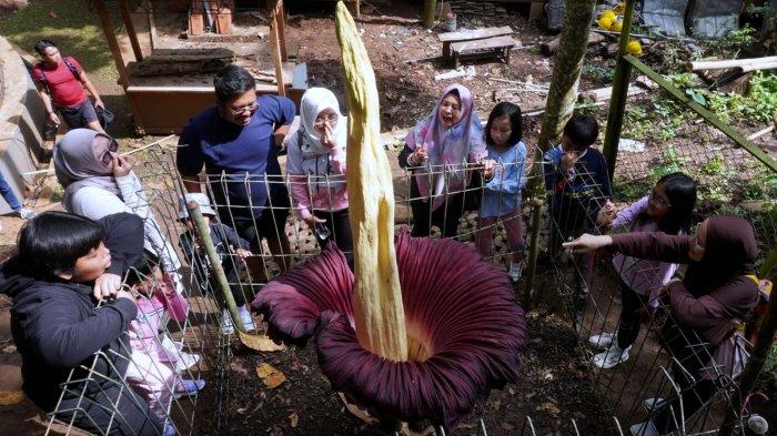 Bunga Bangkai Raksasa di Tahura Ir H Djuanda Bandung - Tribunjabar.id