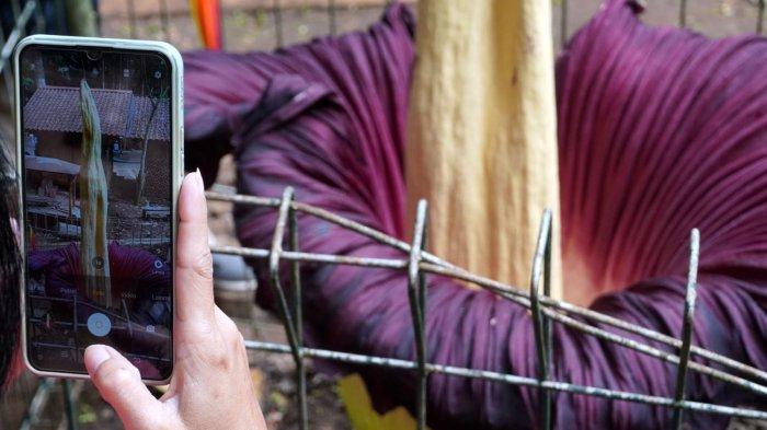 Bunga Bangkai Raksasa di Tahura Ir H Djuanda Bandung - Tribunjabar.id