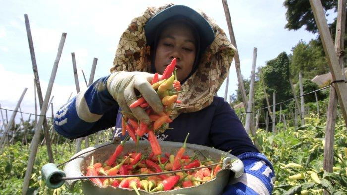 Panen Cabai Rawit Domba di Saat Harga Naik - Tribunjabar.id